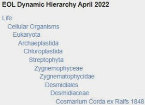 Cosmarium porteanum - Protisten.de