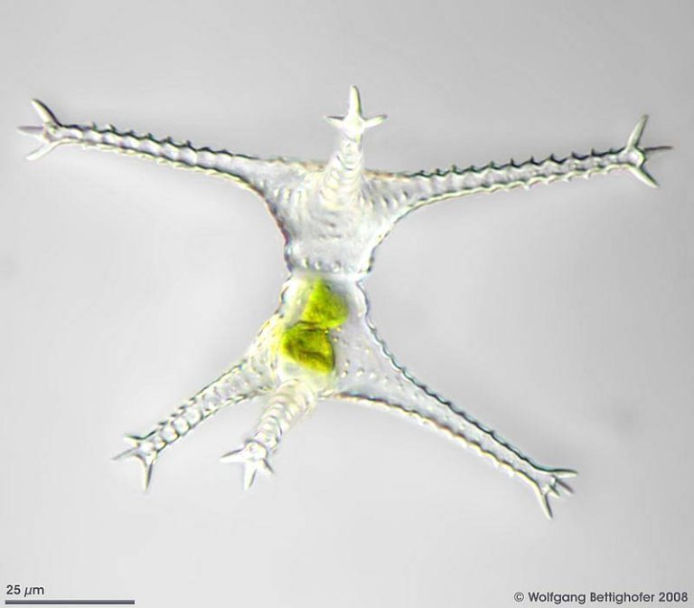 Staurastrum pingue - Protisten.de